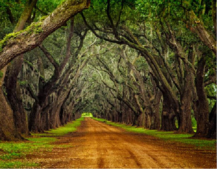 A Nod and A Smile: Southern Culture | ronovanwrites